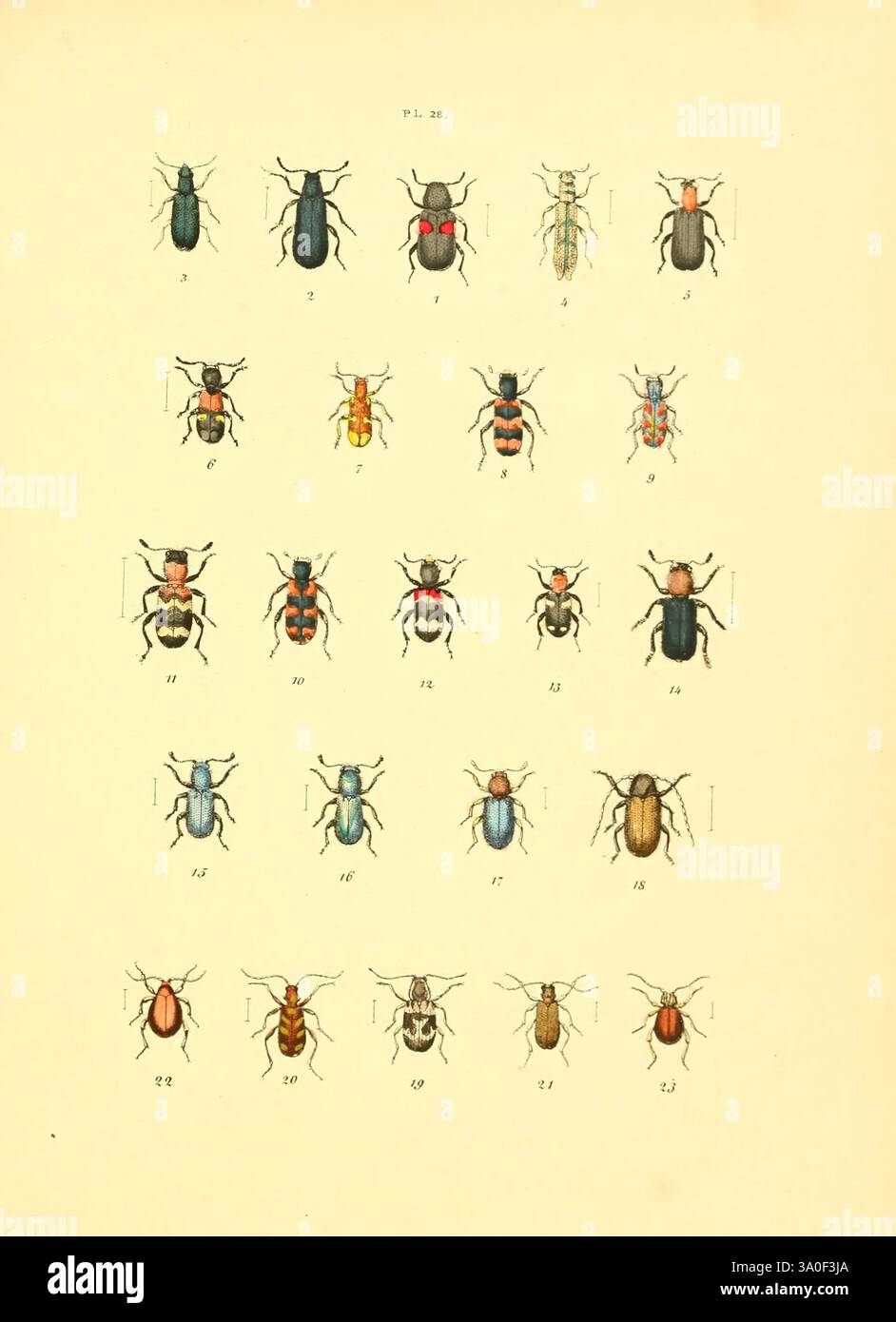 Clerus quadrimaculatus hi-res stock photography and images - Alamy