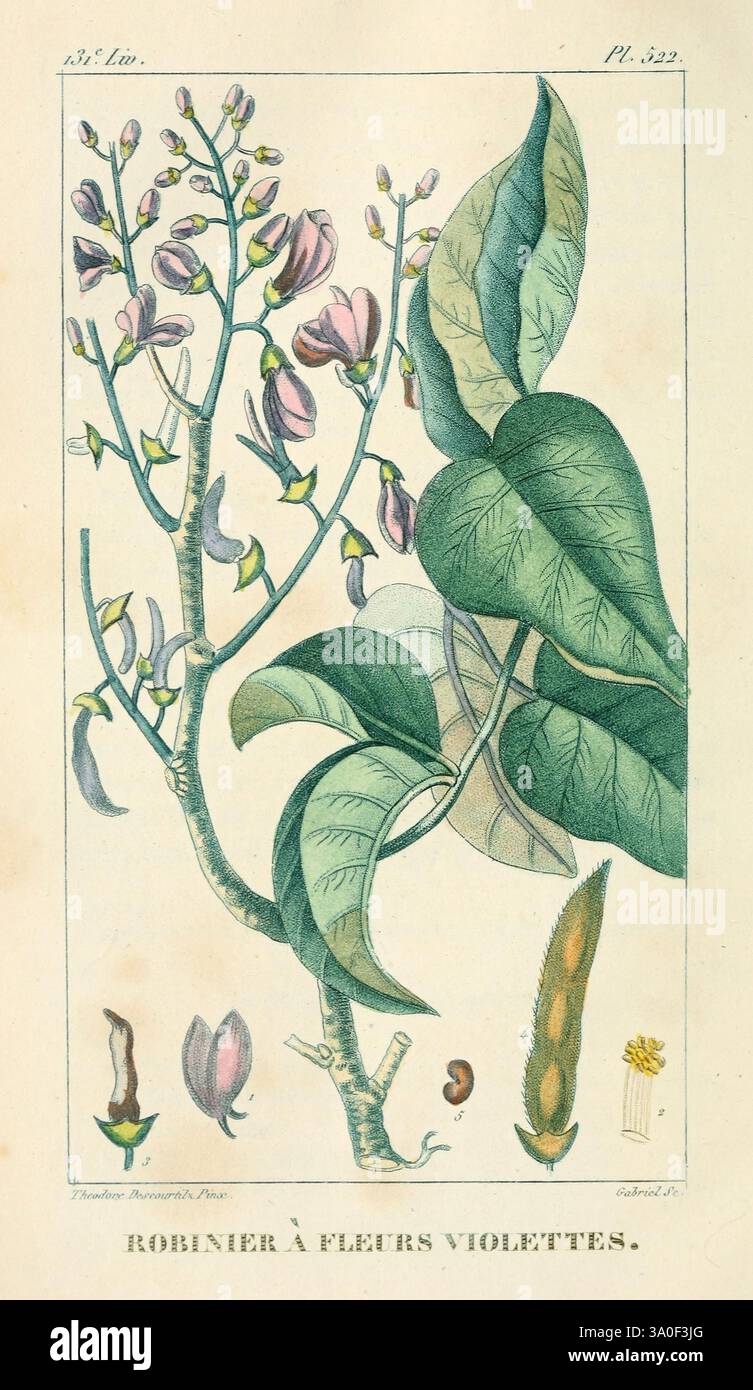 Showcasing clusters of violet flowers hi-res stock photography and ...