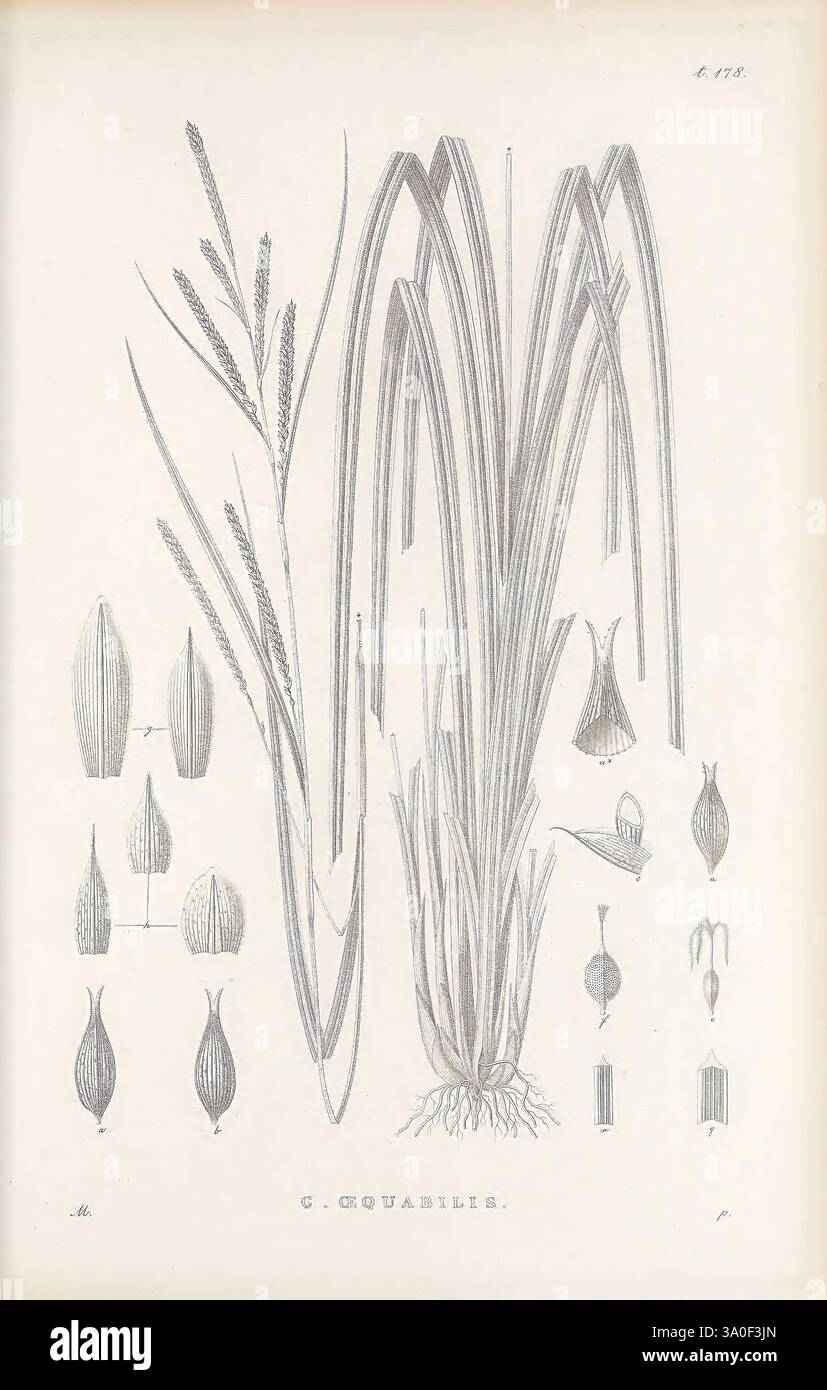 Illustrations of the Genus Carex, London, William Pamplin, 1858-1867 ...