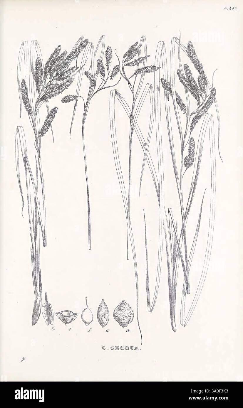 Illustrations of the genus Carex, London, William Pamplin, 1858-1867 ...