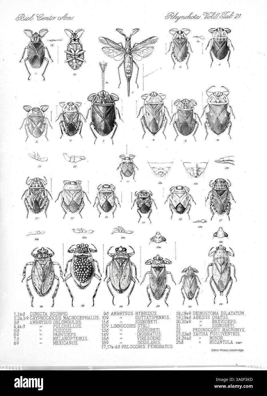 Biologia Centrali-Americana London, 1879-1915, archaeology, botany ...