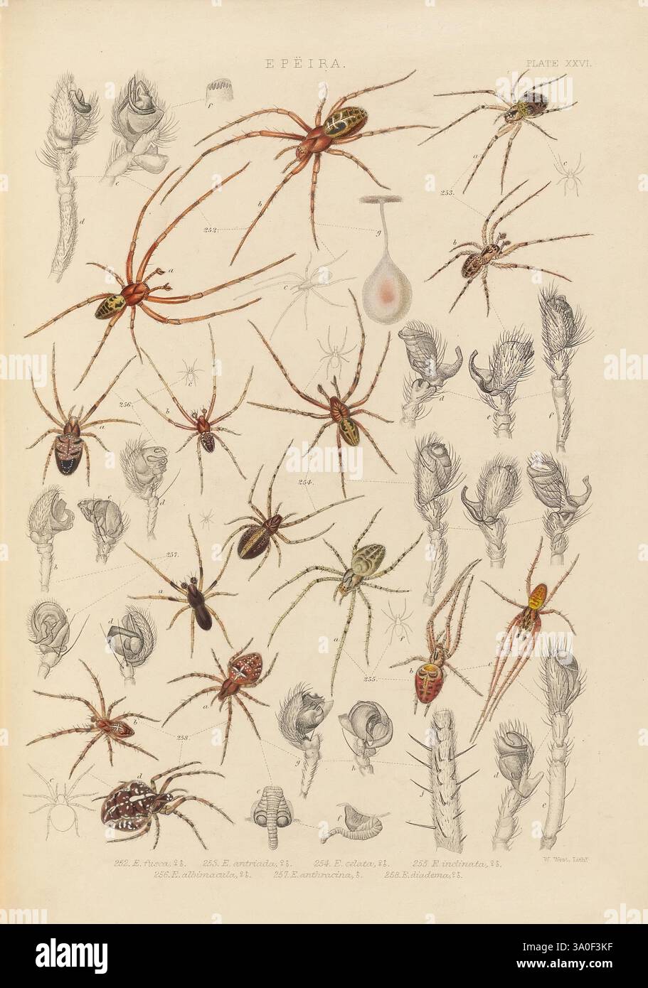 Multiple examples of spiders in various poses hi-res stock photography ...