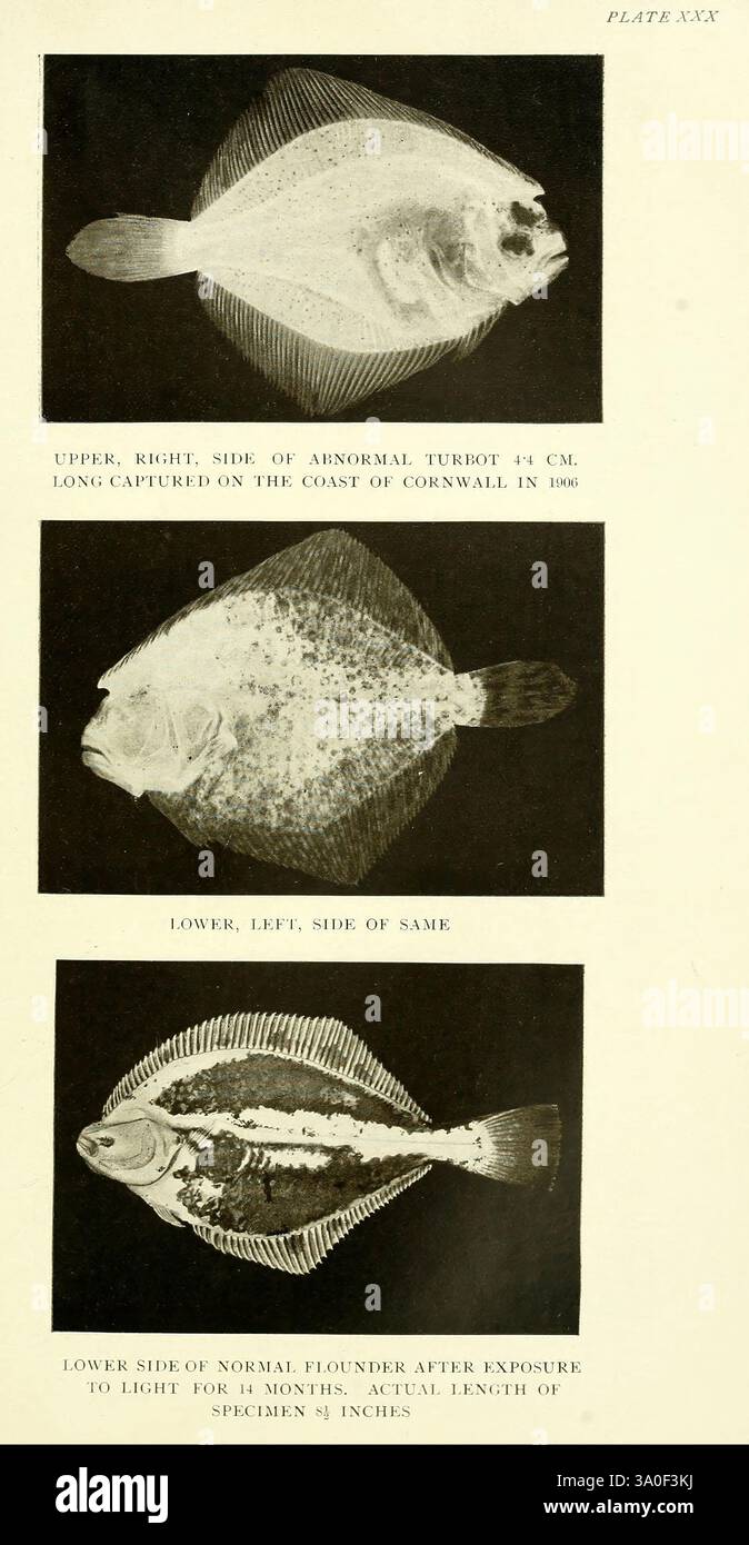 Capturing additional anatomical details hi-res stock photography and ...