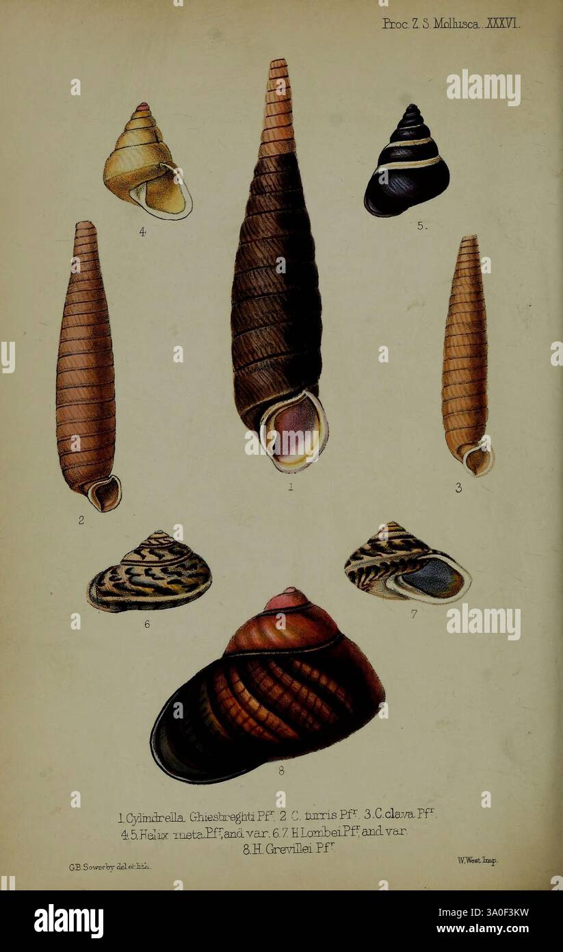 Proceedings of the Zoological Society of London, 1856 London, Academic ...