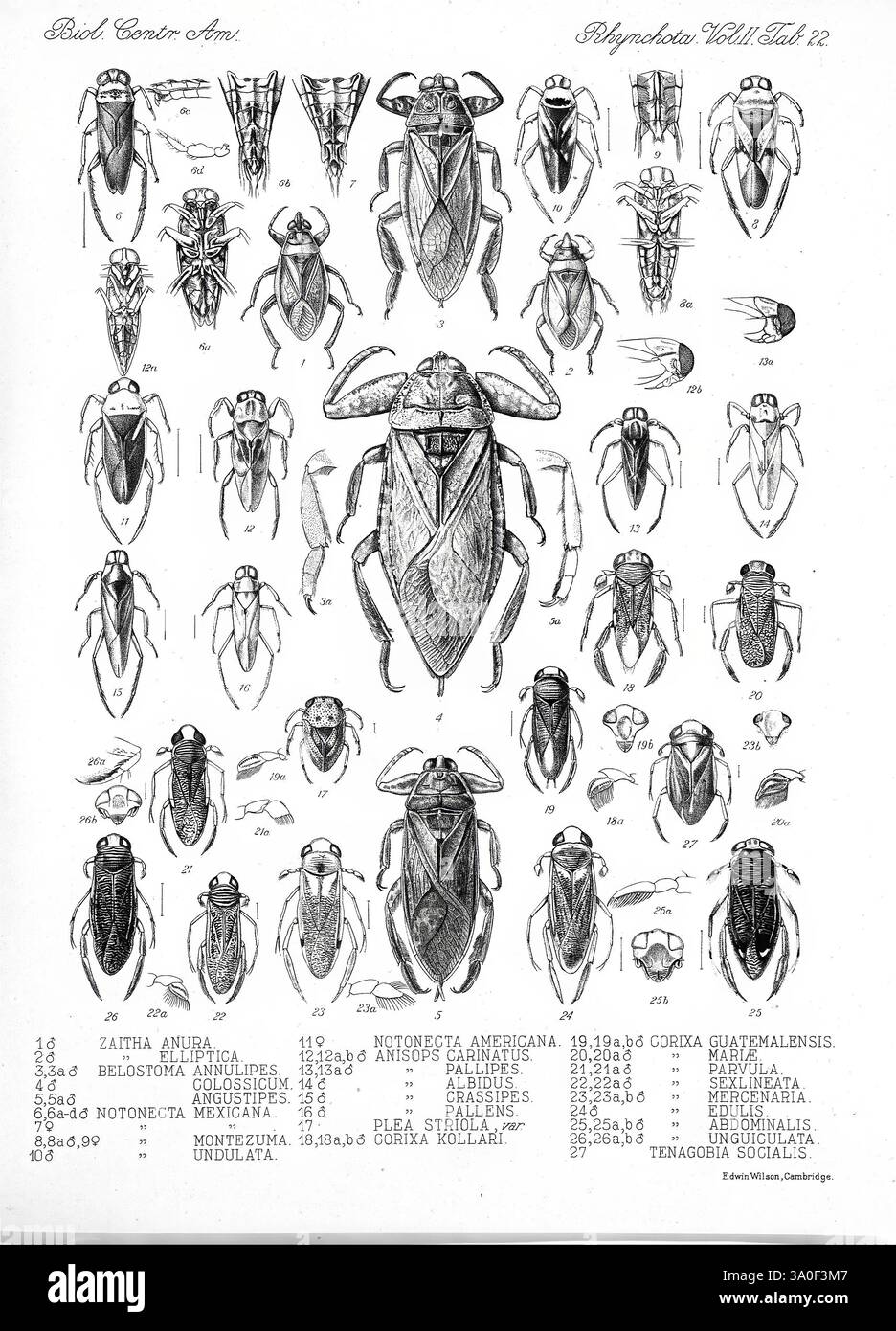 Biologia Centrali-Americana London, 1879-1915, archaeology, botany ...