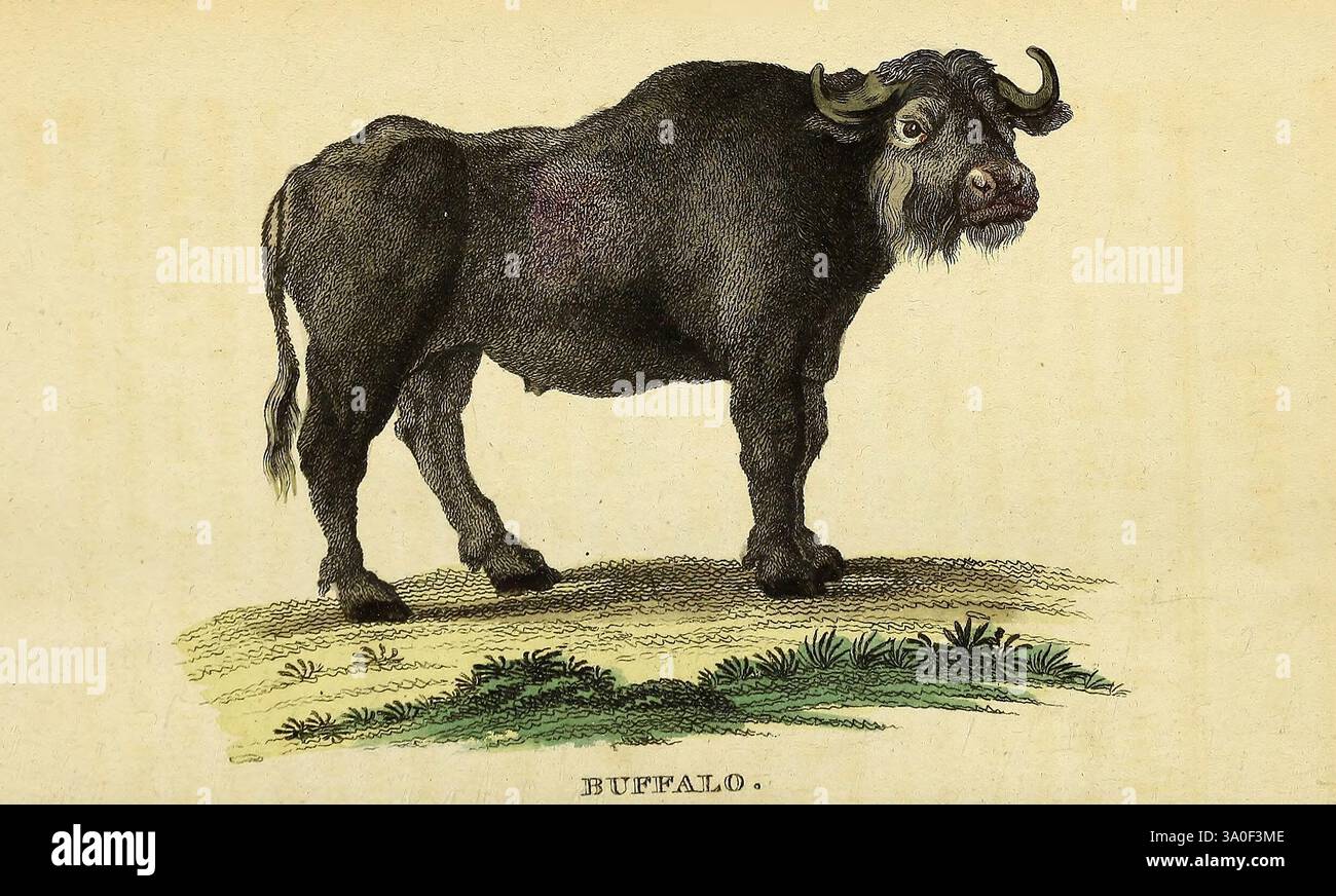 The Naturalist's Pocket Magazine, or Compleat Cabinet of the ...