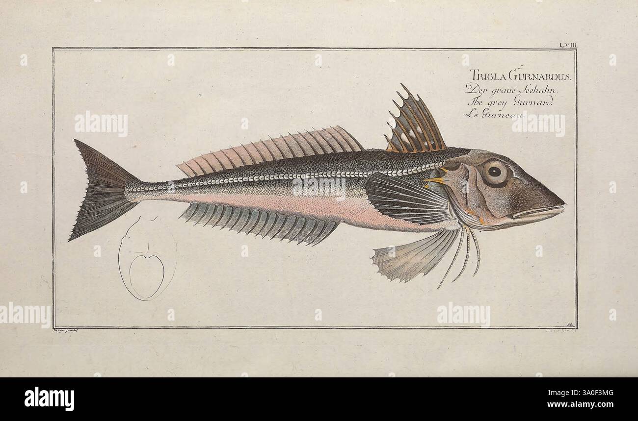 Fishs natural anatomy hi-res stock photography and images - Alamy