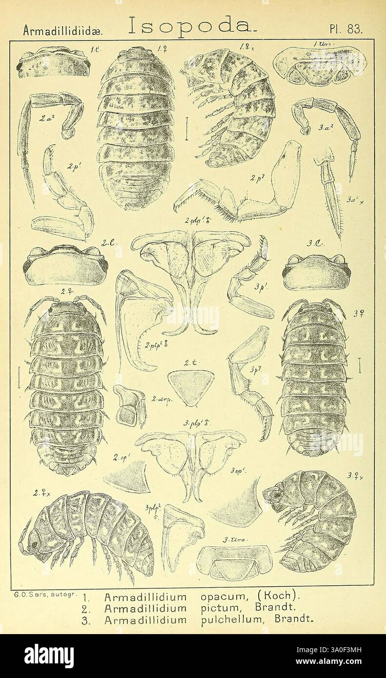 Labeled figures of different life stages hi-res stock photography and ...