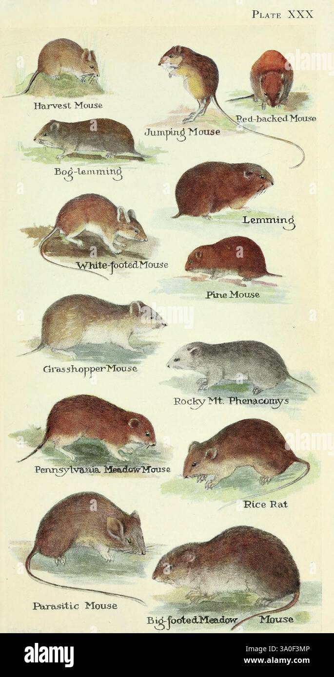 Variety of mouse species hi-res stock photography and images - Alamy