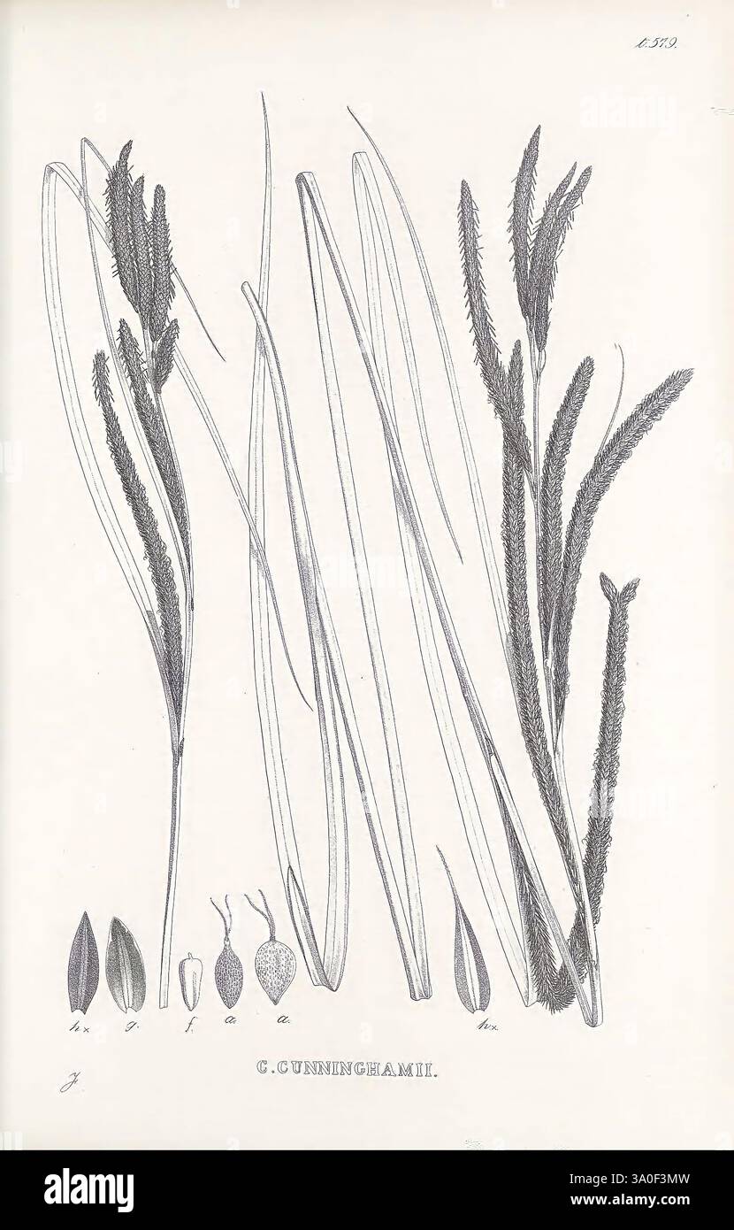 Illustrations of the genus Carex London William Pamplin 1858-1867 Carex ...