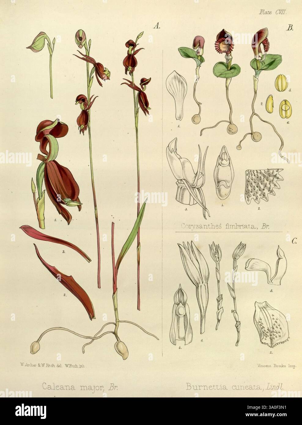 Corysanthera dimbula hi-res stock photography and images - Alamy