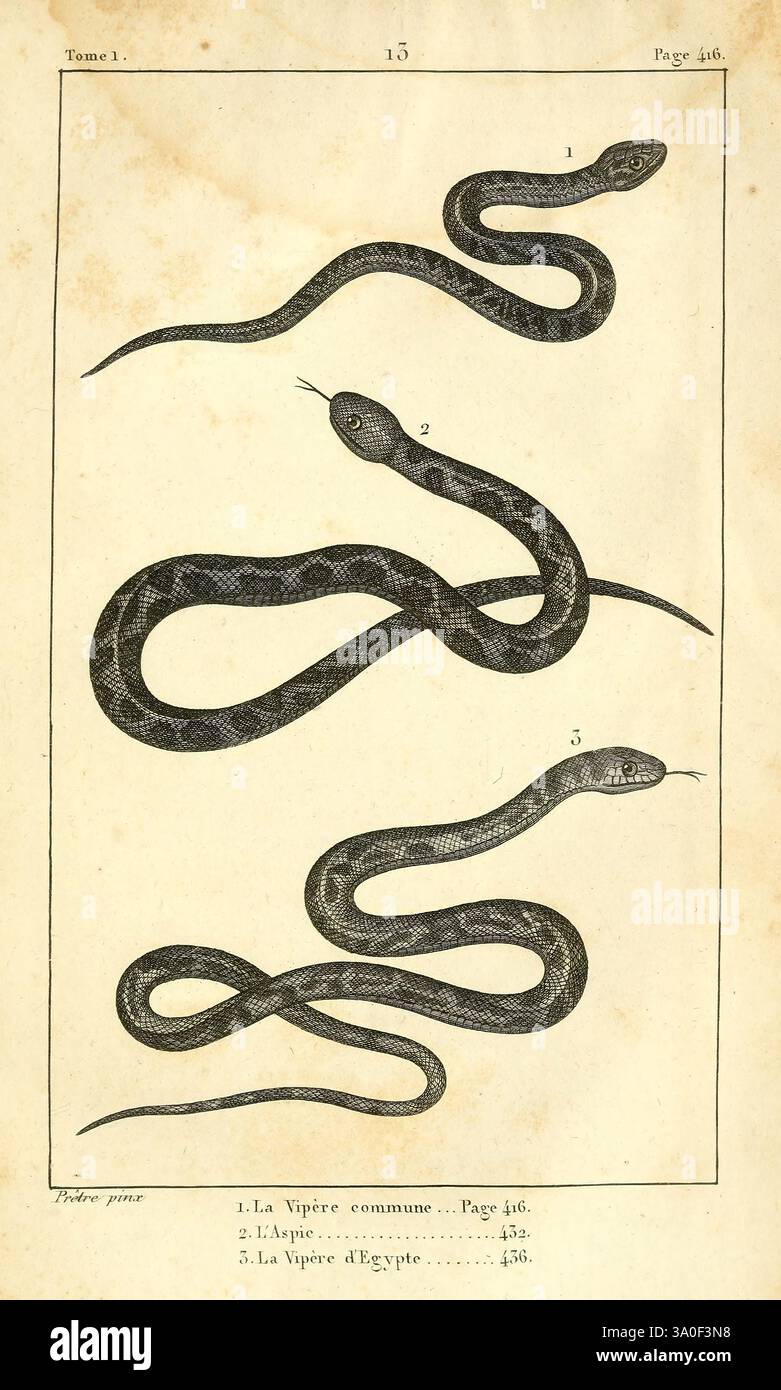 Series of three elongated snakes hi-res stock photography and images ...