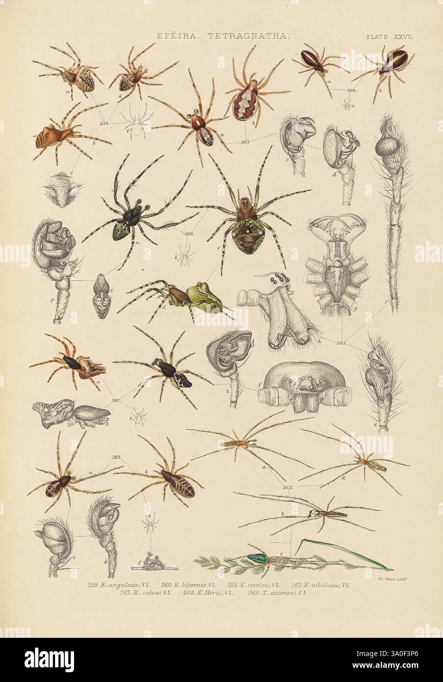 Multiple spider depictions hi-res stock photography and images - Alamy