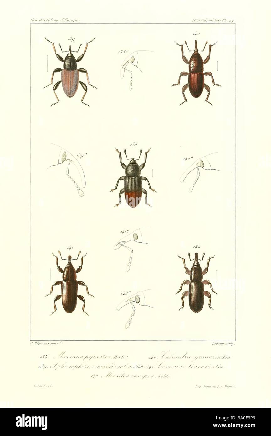 Systematic classification typical of scientific studies hi-res stock ...