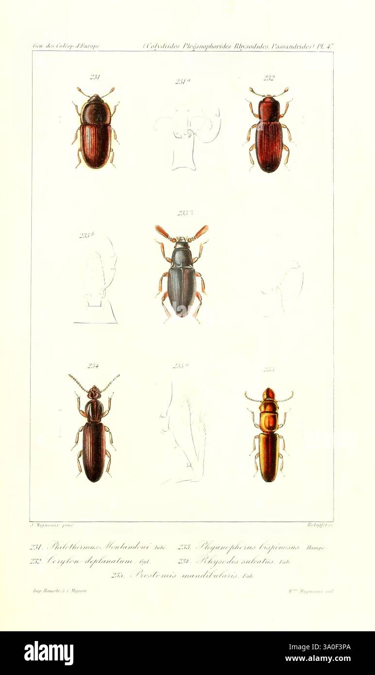Top row presents three beetles hi-res stock photography and images - Alamy