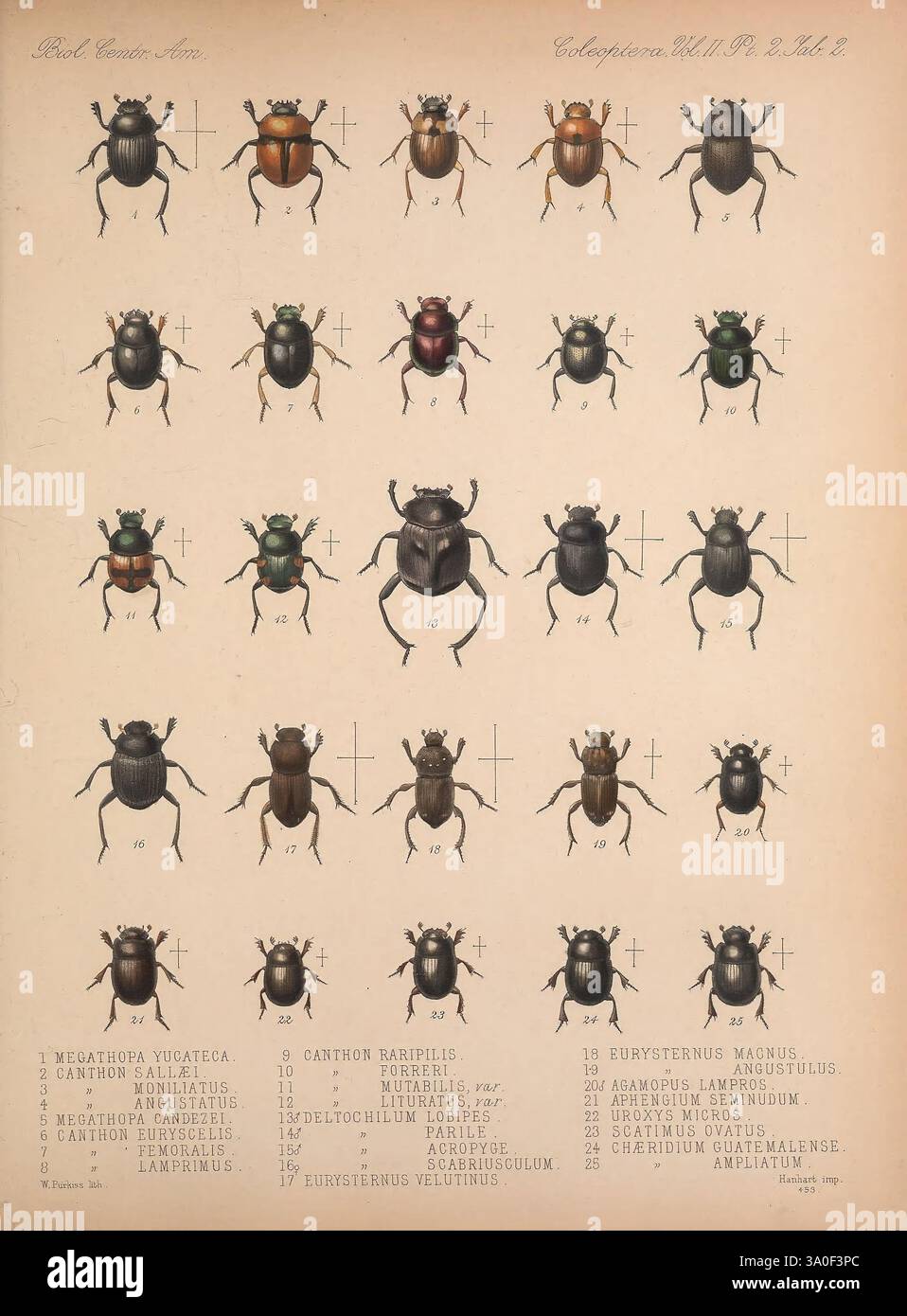 Biologia Centrali-Americana London, 1879-1915, archaeology, botany ...