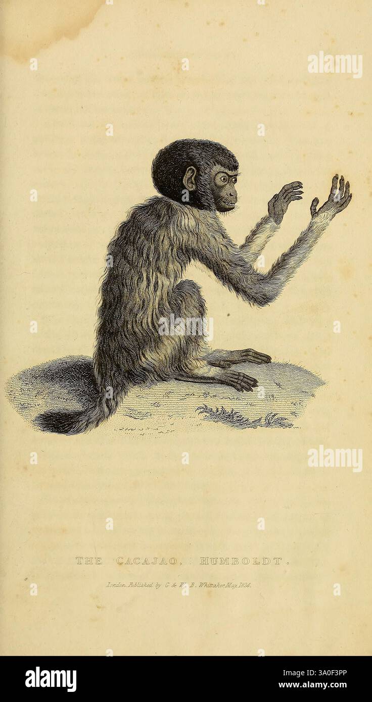 A seated monkey, known as the Cacajo Humboldt, is depicted in a side profile. Its fur appears ...
