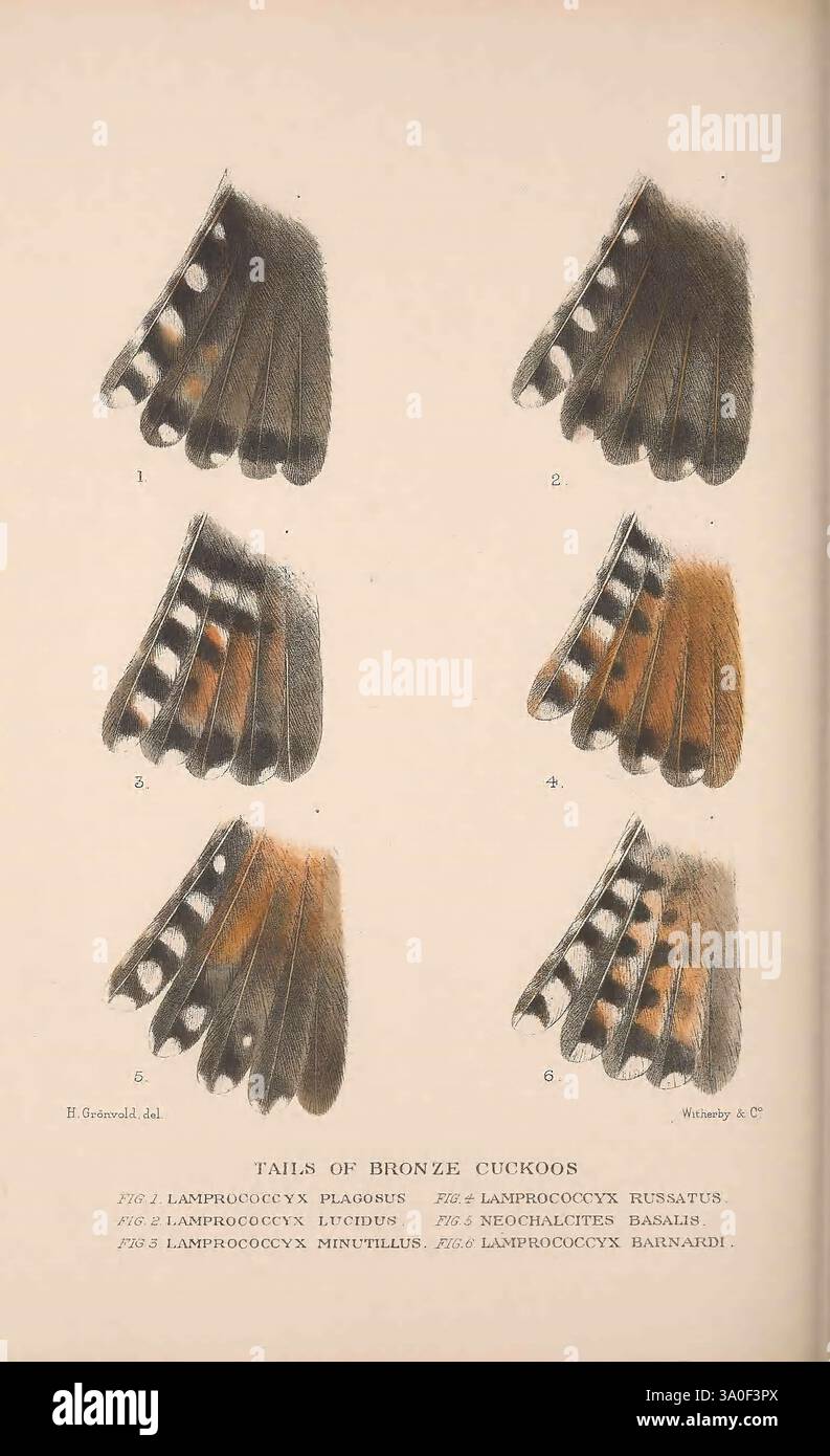 Distinctive tail feathers of various species hi-res stock photography ...