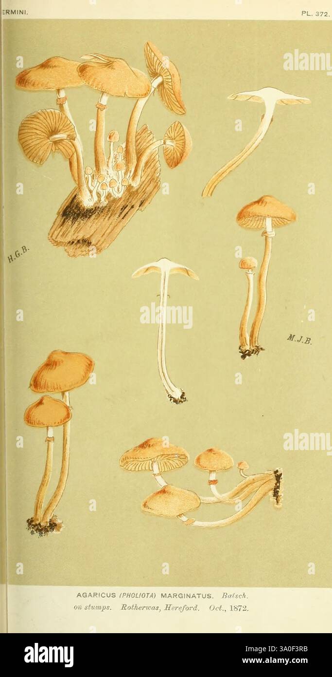 Mushroom species agaricus marginatus hi-res stock photography and ...