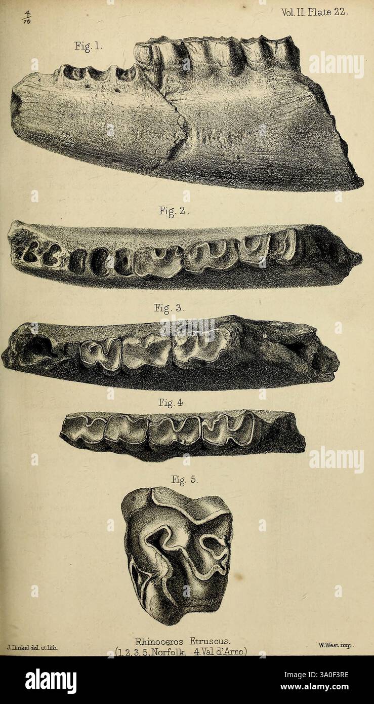 Different anatomical perspective hi-res stock photography and images ...