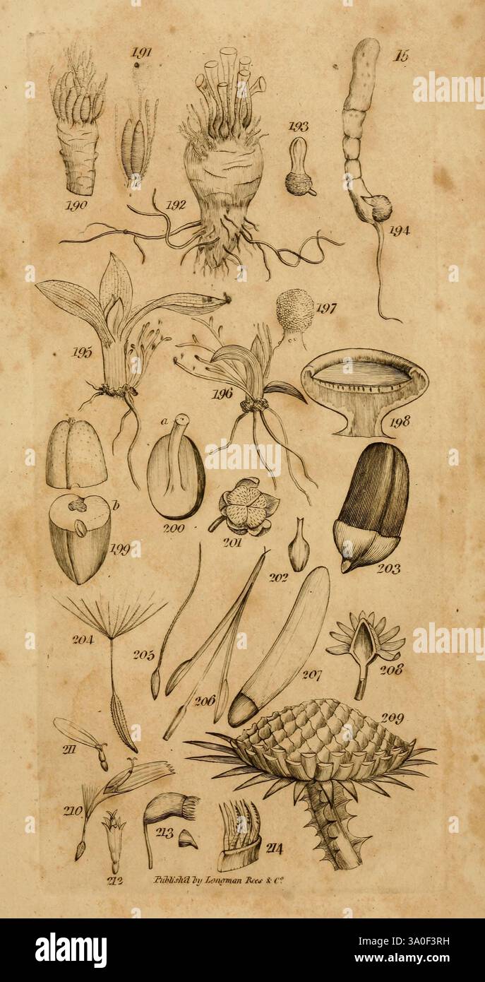 Detailed drawings of plant structures hi-res stock photography and ...