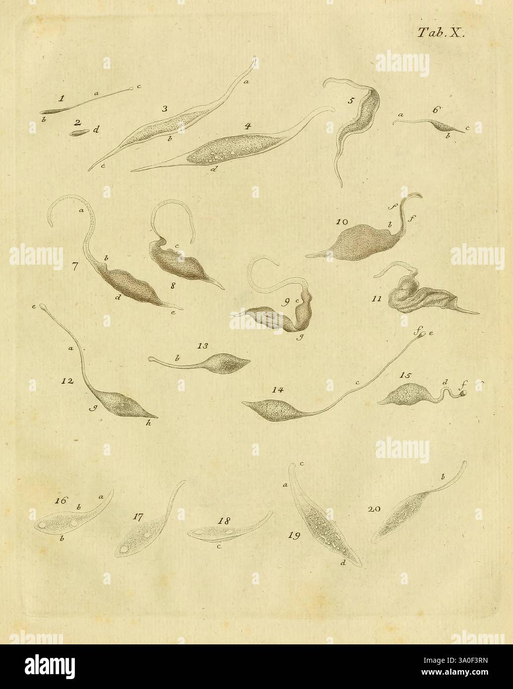 Different forms of flagellates hi-res stock photography and images - Alamy