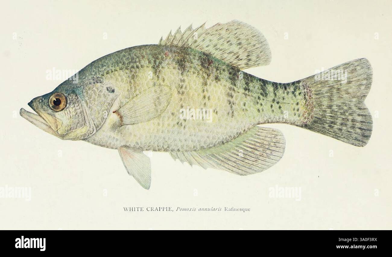 Fishs characteristic features hi-res stock photography and images - Alamy