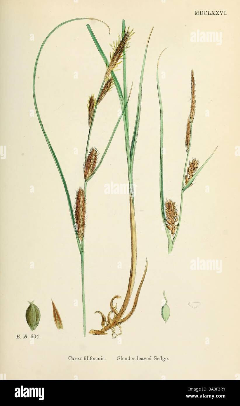 Features various stages of seed development hi-res stock photography ...