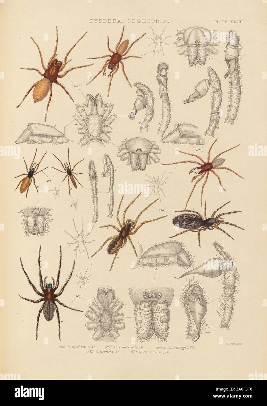 Variety of detailed depictions of different arachnid species hi-res ...