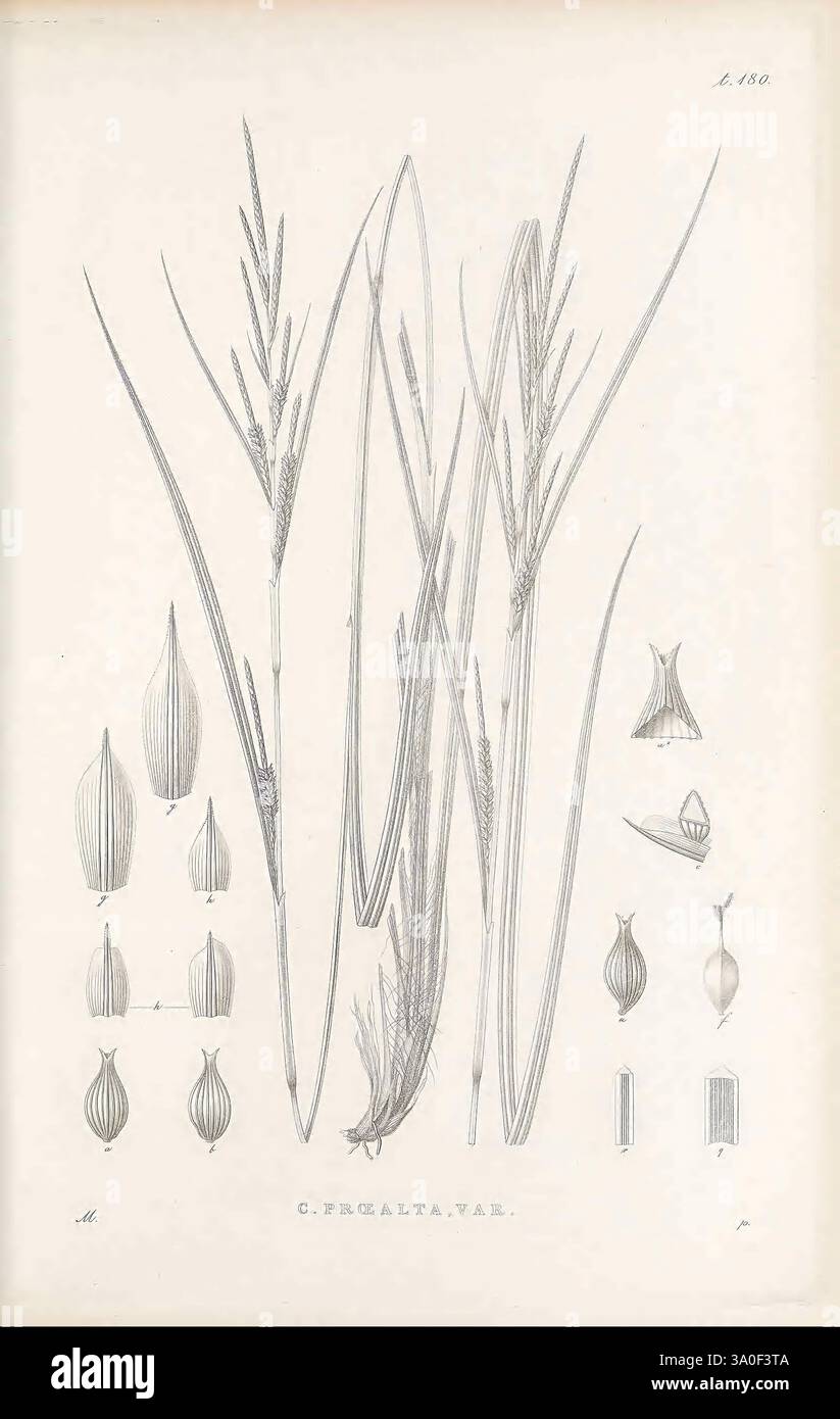 Grasss floral structures hi-res stock photography and images - Alamy