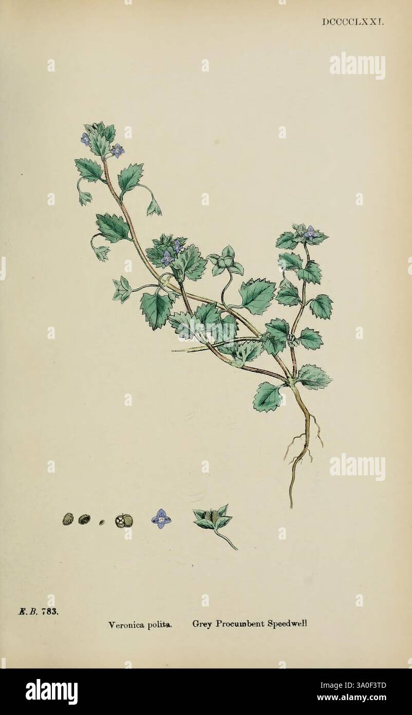 English, botany, or Coloured, figures, of, British, plants, London, R ...