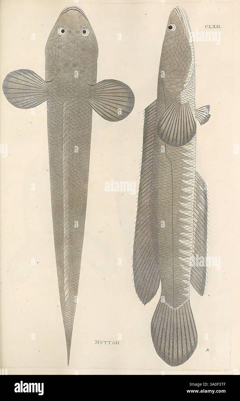 Intricacy of fish anatomy hi-res stock photography and images - Alamy