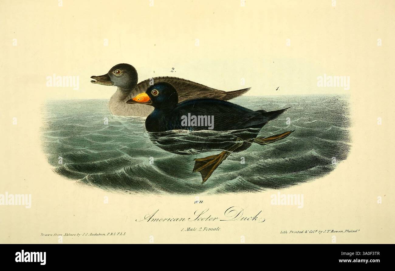 The birds of America, New York, J.B. Chevalier, 1840-1844, birds, North ...