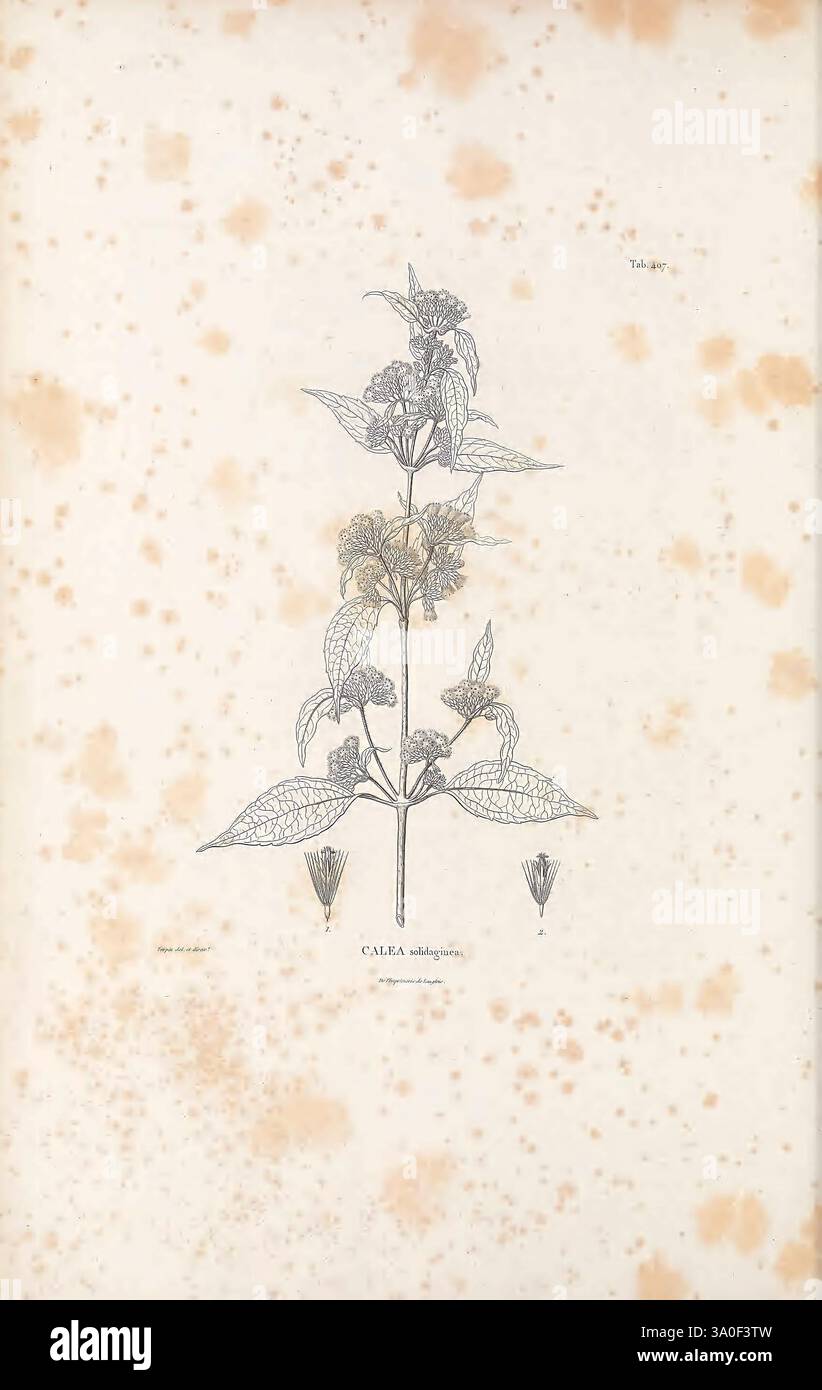 Drawing showcases detailed renderings hi-res stock photography and ...