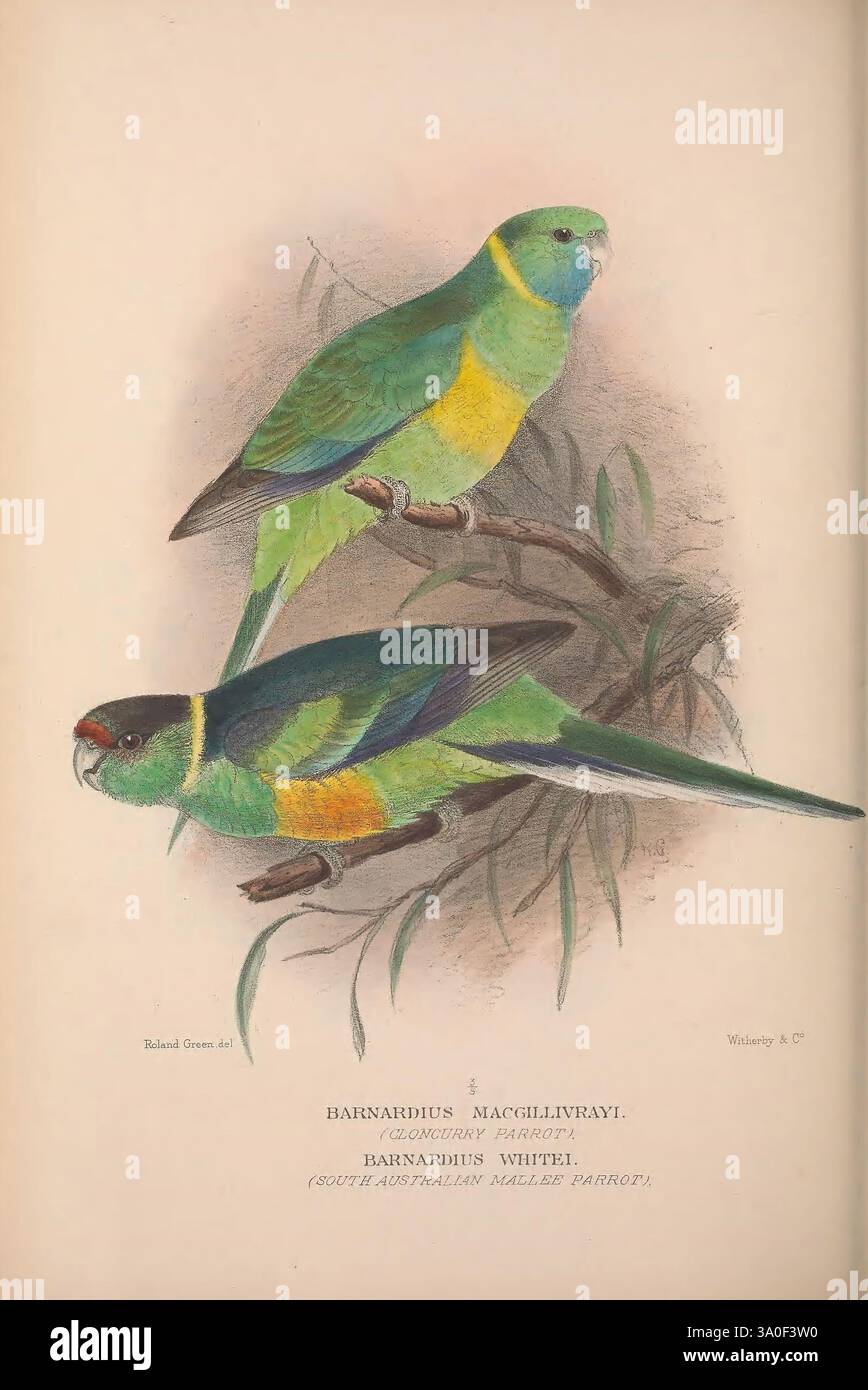 Upper parrot showcases hi-res stock photography and images - Alamy