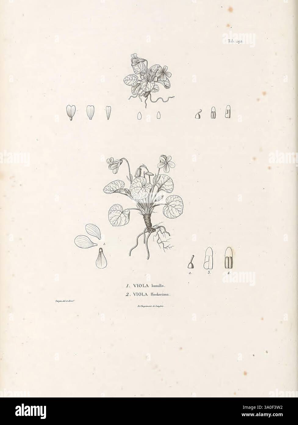 Nova genera et species plantarum, Antverpiae, Ex officina Christophori ...