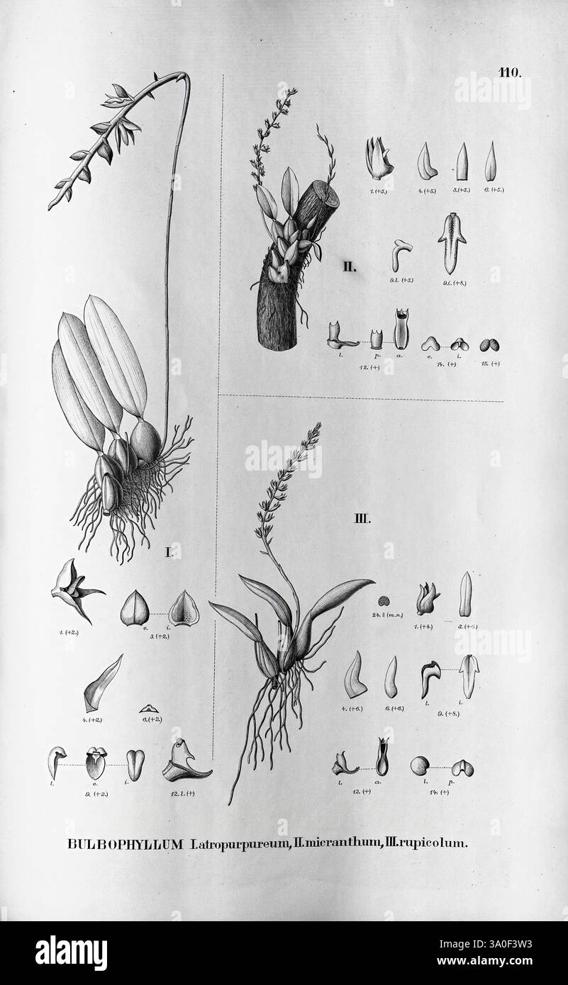 Highlighting variations in flower shapes hi-res stock photography and ...