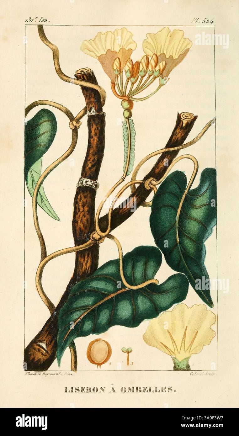Flore pittoresque et médicale des Antilles, Paris, Pichard, 1821-1829 ...