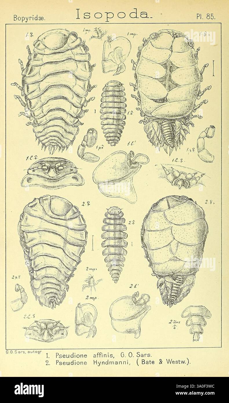 Different species names hi-res stock photography and images - Alamy