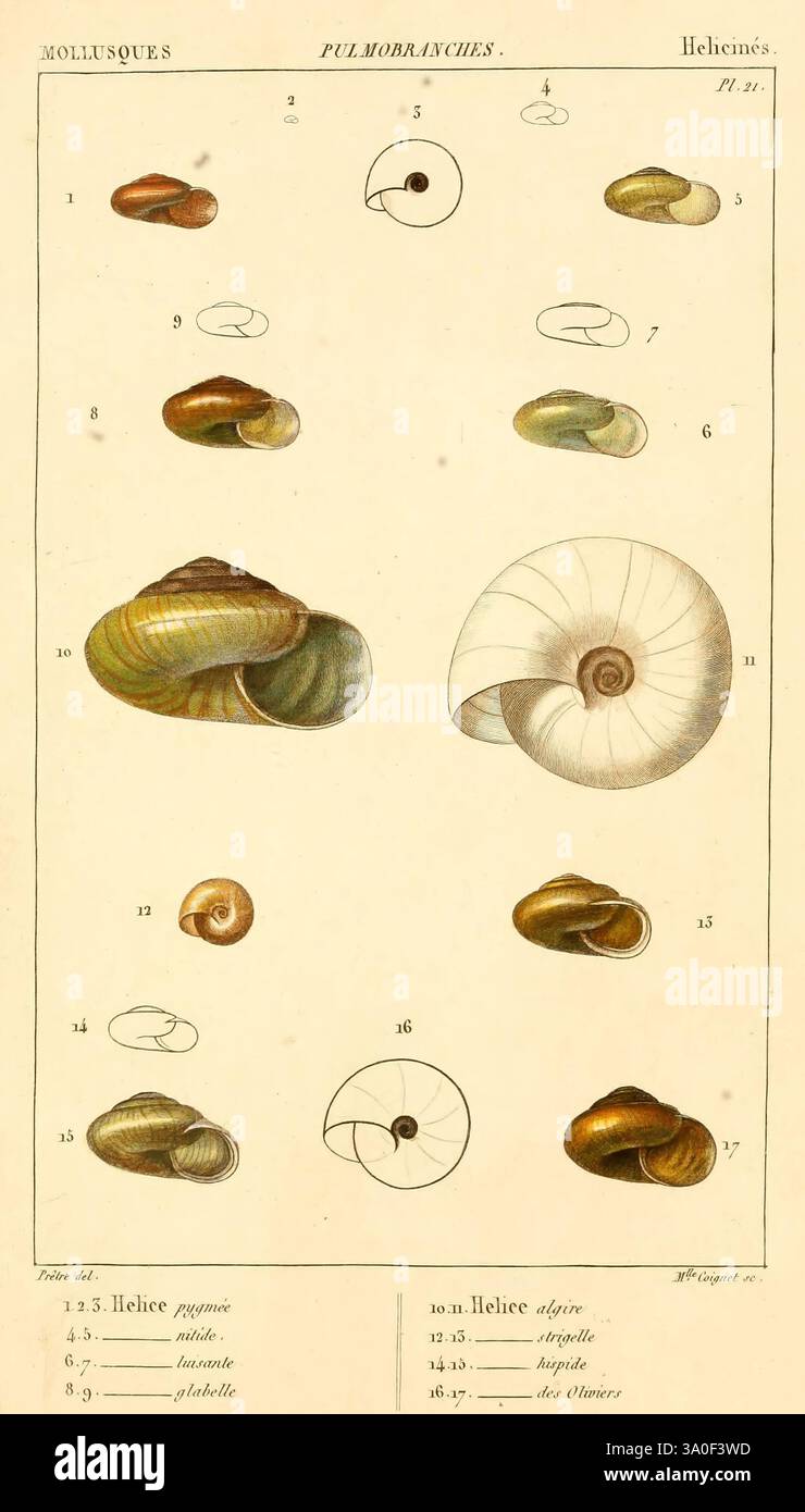 Various forms of mollusk shells hi-res stock photography and images - Alamy