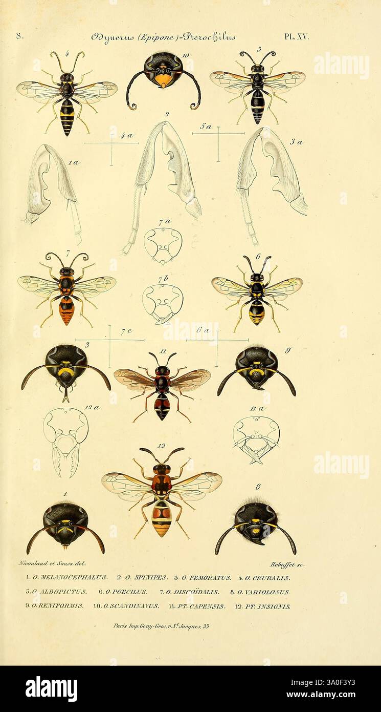Études sur la famille des vespides, Paris, V. Masson, 1852-1858 ...