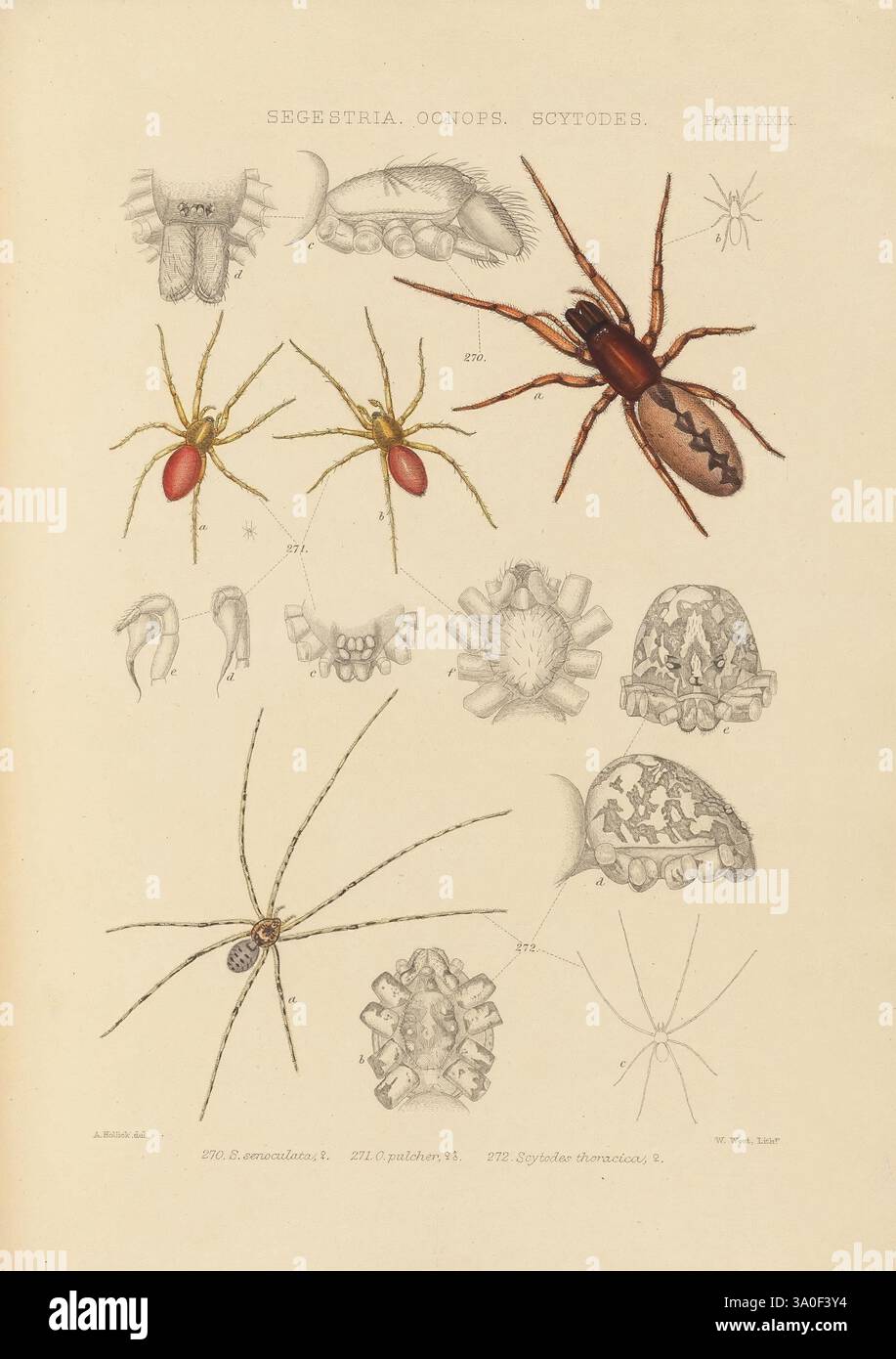 Smaller depictions of spiders hi-res stock photography and images - Alamy