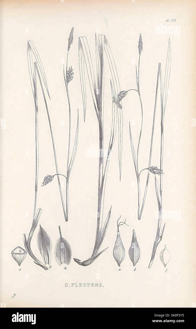 Illustrations of the genus Carex, London, William Pamplin, 1858-1867 ...