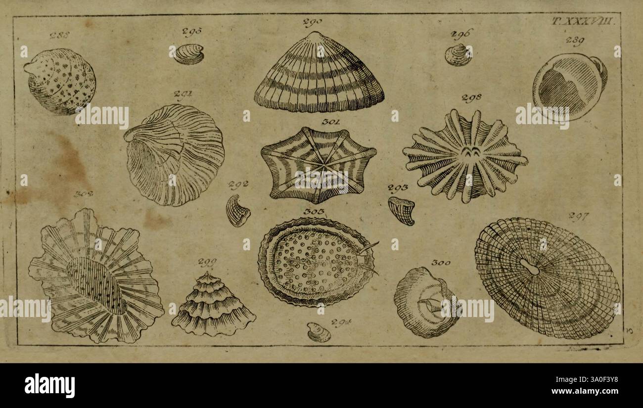 Intricate arrangement of various sea shells hi-res stock photography ...