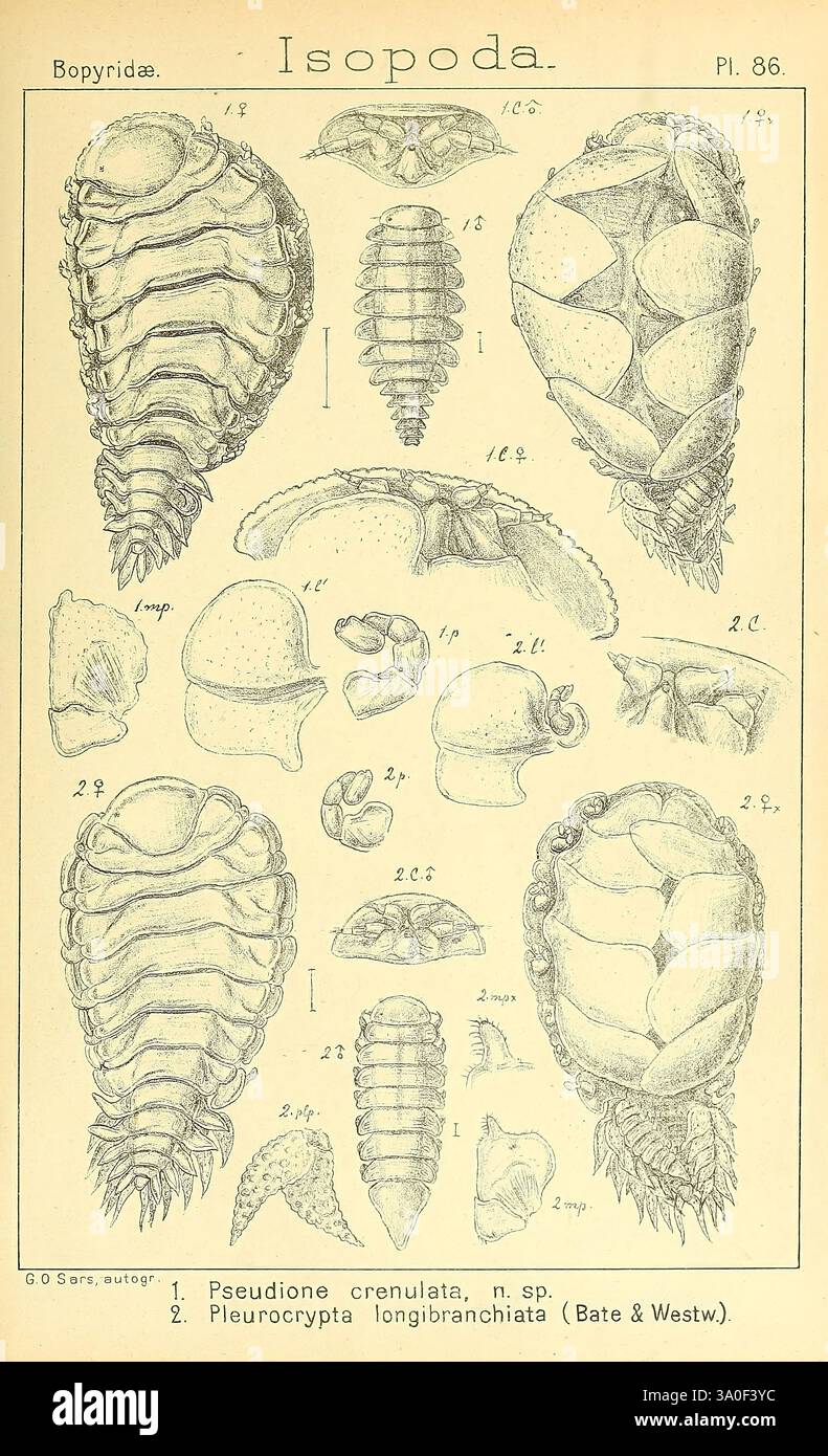 Anatomical drawings of various isopod species hi-res stock photography ...