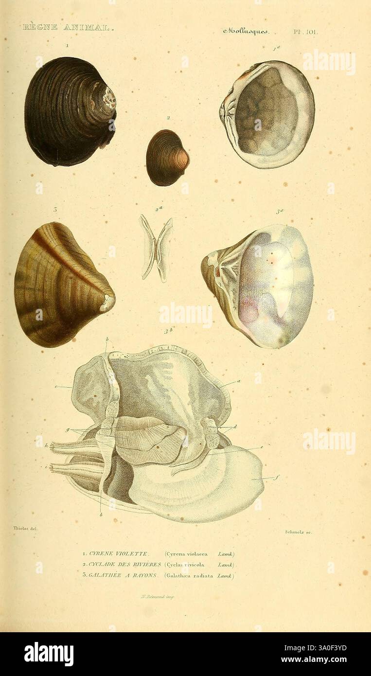 Complexities of mollusk biology hi-res stock photography and images - Alamy