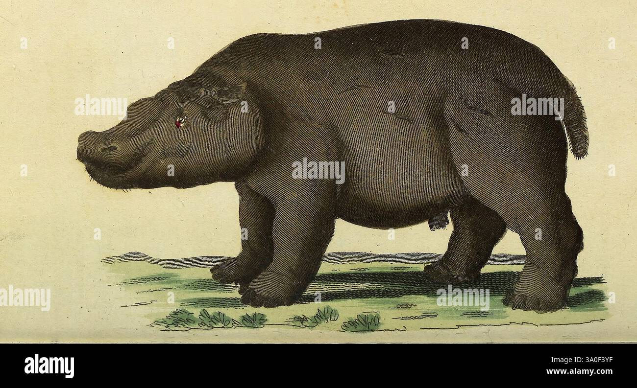 Animals unique anatomical features hi-res stock photography and images ...