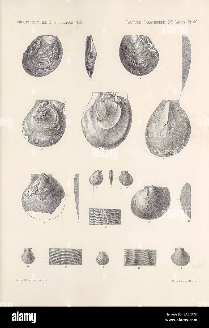 Enhance understanding of bivalve morphology hi-res stock photography ...