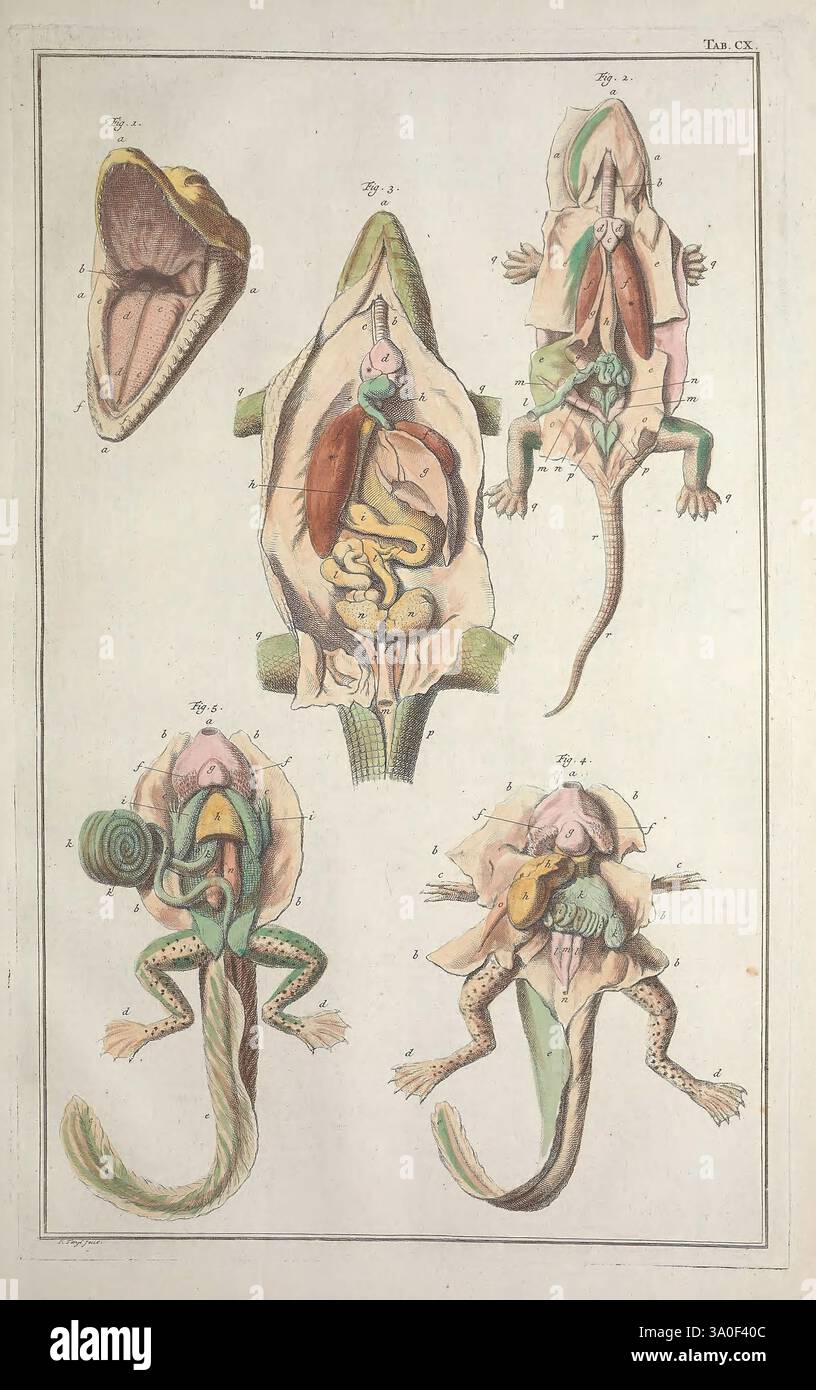 Various anatomical drawings of amphibians hi-res stock photography and ...