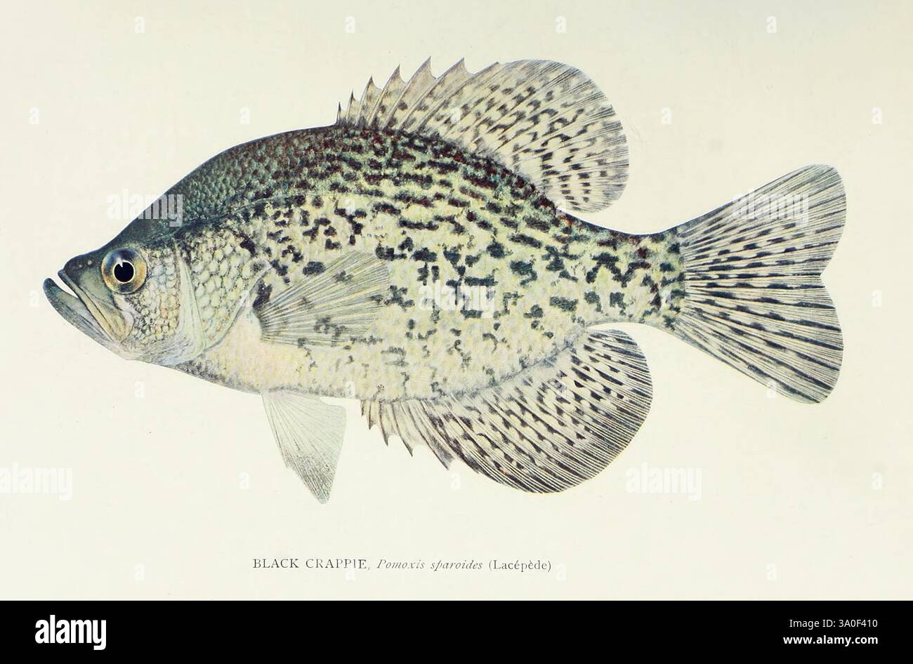 The fishes of Illinois, [Danville, Ill.], Pub. by authority of the ...